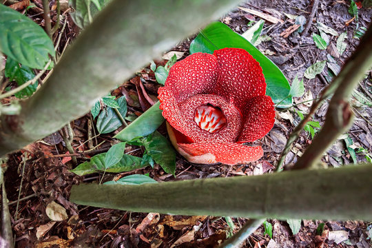 รูปภาพRafflesia – เลือกดูภาพถ่ายสต็อก เวกเตอร์ และวิดีโอ1,022 | Adobe Stock