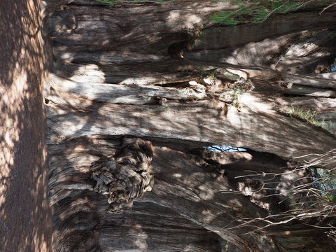 Ahuehuete Bilder – Durchsuchen 239 Archivfotos, Vektorgrafiken und ...