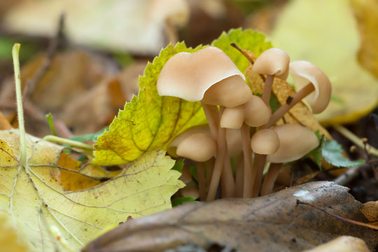 Destruenten-Bilder: Stock-Fotos & -Videos. | Adobe Stock