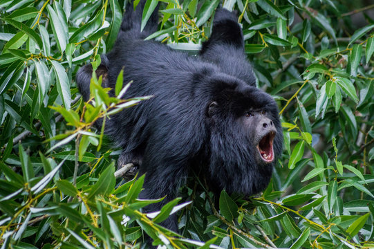 Aullador Bilder – Durchsuchen 153 Archivfotos, Vektorgrafiken und ...
