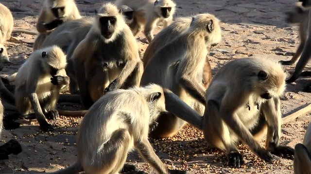 "Bunch Monkeys" Bilder – Durchsuchen 134 Archivfotos, Vektorgrafiken ...