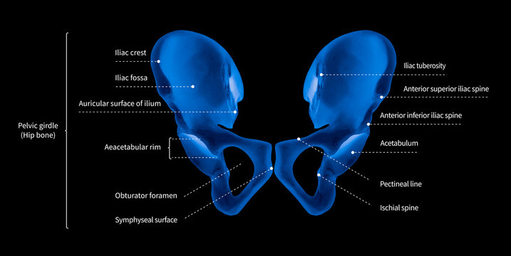 Iliac Fossa Anatomy Practical 1: Appendicular Skeleton - Natural ...