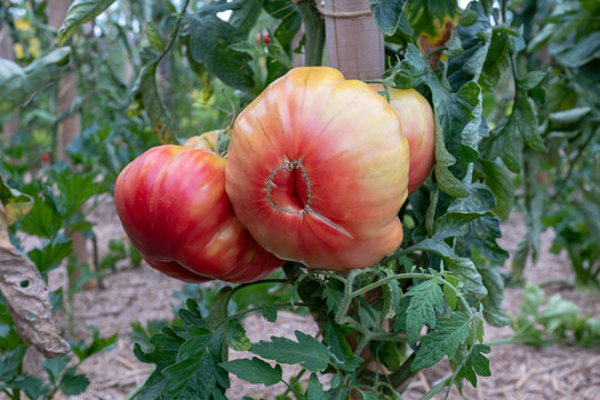 Tomatenstaude Bilder – Durchsuchen 392 Archivfotos, Vektorgrafiken und ...