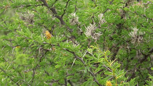 Acacieae bilder – Bläddra bland 642 stockfoton, vektorer och videor ...