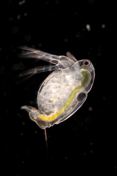 Moina Images – Browse 121 Stock Photos, Vectors, and Video | Adobe Stock