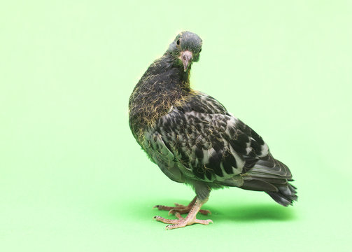 Taubenbabys Bilder – Durchsuchen 12,880 Archivfotos, Vektorgrafiken und ...