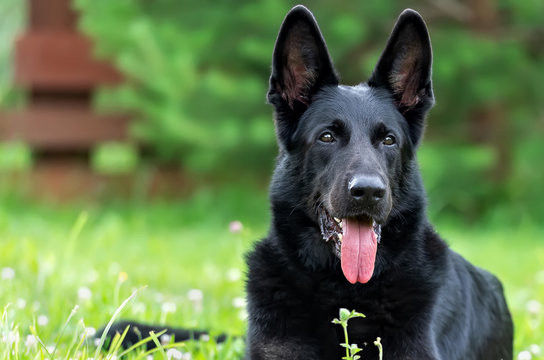 Black Shepherd Dog