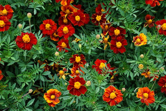 Red Marigold