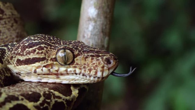 รูปภาพCorallus – เลือกดูภาพถ่ายสต็อก เวกเตอร์ และวิดีโอ892 | Adobe Stock