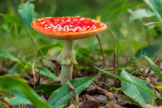 Flugsvamp Images – Browse 38 Stock Photos, Vectors, and Video | Adobe Stock