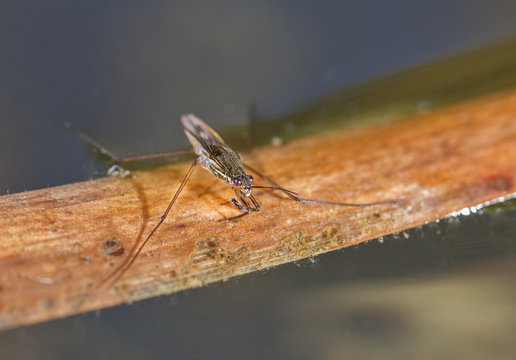 รูปภาพGerridae – เลือกดูภาพถ่ายสต็อก เวกเตอร์ และวิดีโอ6,377 | Adobe Stock