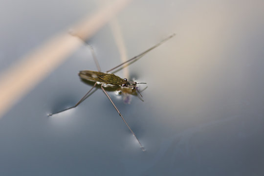 รูปภาพGerridae – เลือกดูภาพถ่ายสต็อก เวกเตอร์ และวิดีโอ6,377 | Adobe Stock