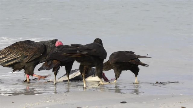 Volture 이미지 – 찾아보기 124 스톡 사진, 벡터 및 비디오 | Adobe Stock