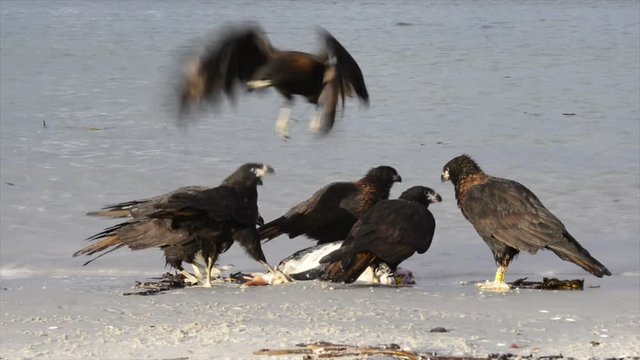 Volture 이미지 – 찾아보기 190 스톡 사진, 벡터 및 비디오 | Adobe Stock