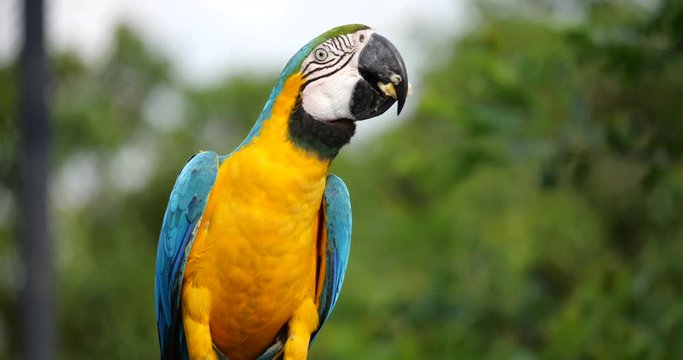 Macore Bilder – Durchsuchen 277 Archivfotos, Vektorgrafiken und Videos ...