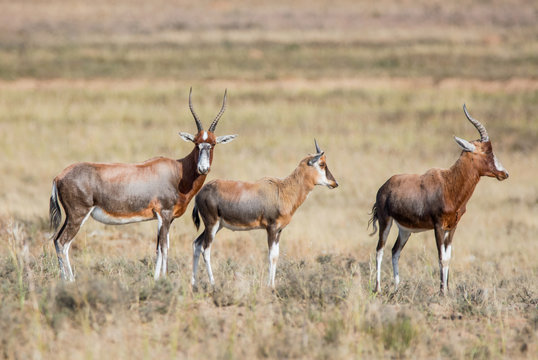 รูปภาพBlesbok – เลือกดูภาพถ่ายสต็อก เวกเตอร์ และวิดีโอ981 | Adobe Stock