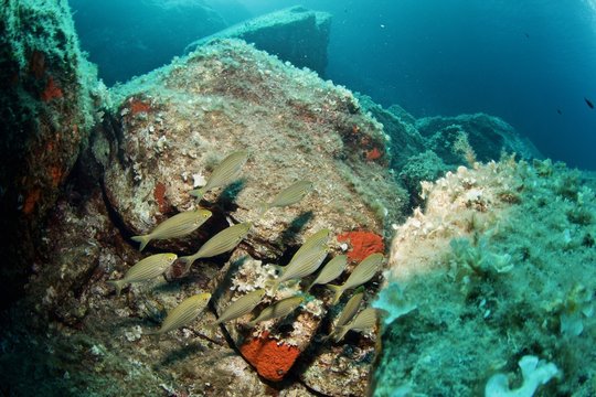 「Saupe」の画像 - 68 件の Stock 写真、ベクターおよびビデオ | Adobe Stock