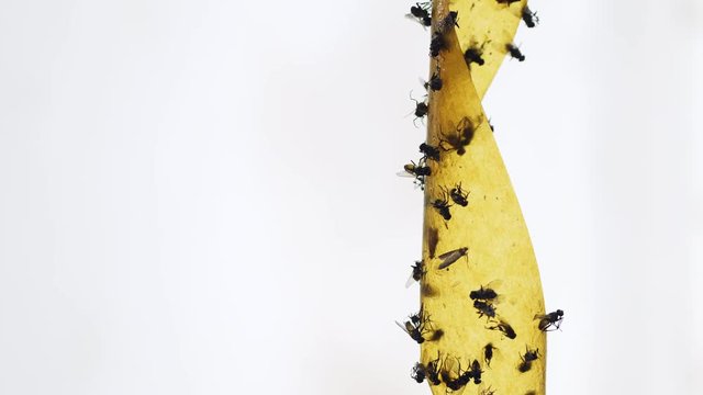 Flypaper Images – Browse 4,486 Stock Photos, Vectors, and Video | Adobe ...