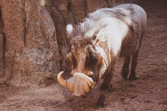 Pumba Bilder – Durchsuchen 1,316 Archivfotos, Vektorgrafiken und Videos ...