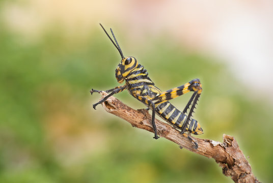 Saltamonte Images – Browse 50 Stock Photos, Vectors, and Video | Adobe ...