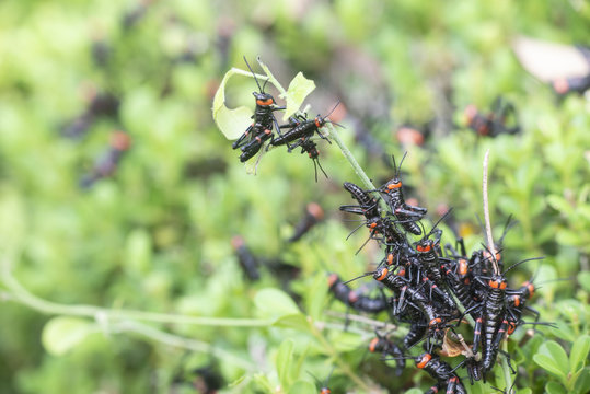Plaga Bilder – Durchsuchen 1,587 Archivfotos, Vektorgrafiken und Videos ...