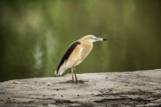 Bech Bilder – Durchsuchen 1,666 Archivfotos, Vektorgrafiken und Videos ...