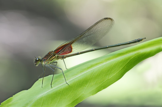 รูปภาพCaballete – เลือกดูภาพถ่ายสต็อก เวกเตอร์ และวิดีโอ290 | Adobe Stock