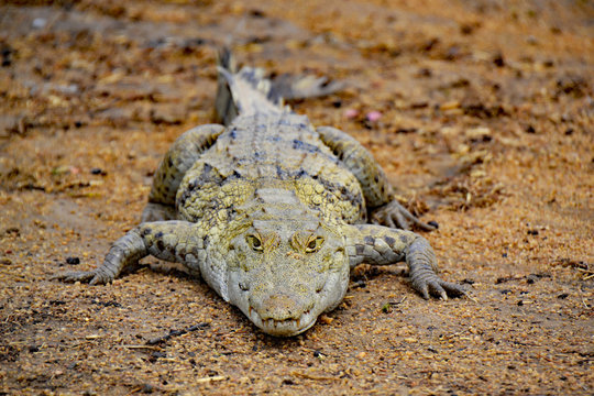รูปภาพArchosaurier – เลือกดูภาพถ่ายสต็อก เวกเตอร์ และวิดีโอ69 | Adobe Stock