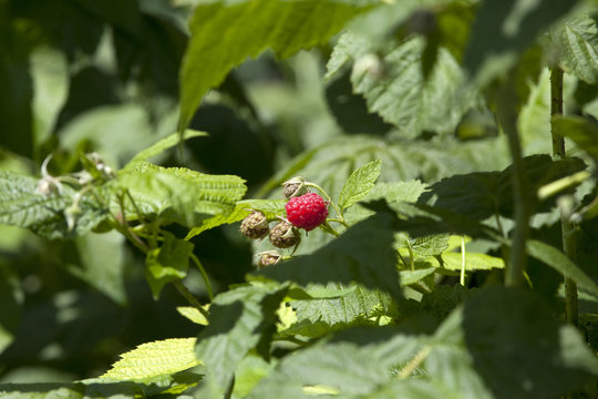 「Himbeer-Strauch」の画像 - 269 件の Stock 写真、ベクターおよびビデオ | Adobe Stock