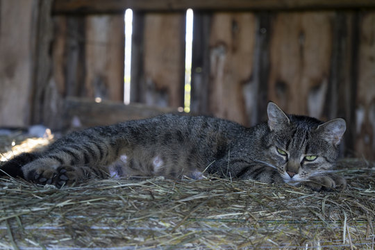 รูปภาพZitze – เลือกดูภาพถ่ายสต็อก เวกเตอร์ และวิดีโอ138 | Adobe Stock