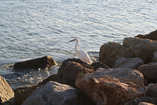 Egert Images – Browse 63 Stock Photos, Vectors, and Video | Adobe Stock