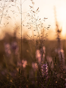 Graspollen Bilder – Durchsuchen 5,326 Archivfotos, Vektorgrafiken und ...