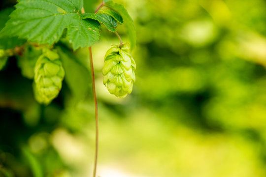 รูปภาพRoslina – เลือกดูภาพถ่ายสต็อก เวกเตอร์ และวิดีโอ775 | Adobe Stock