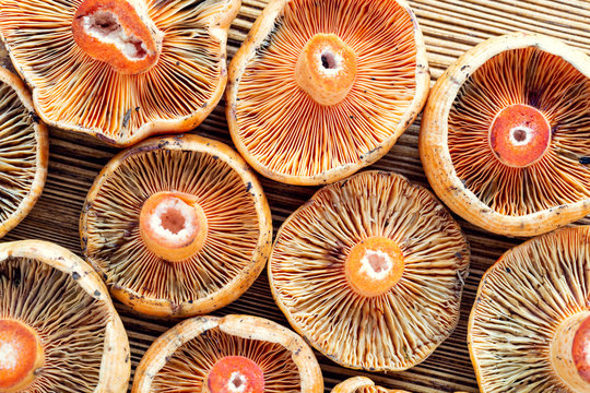 Rydze bilder – Bläddra bland 93 stockfoton, vektorer och videor | Adobe ...