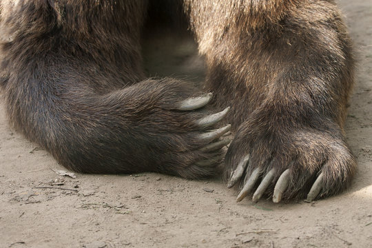 "Bear Legs" Images – Browse 5 Stock Photos, Vectors, and Video | Adobe ...