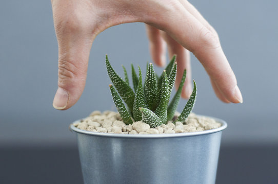 รูปภาพClode-Up – เลือกดูภาพถ่ายสต็อก เวกเตอร์ และวิดีโอ173 | Adobe Stock