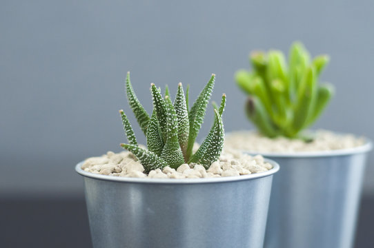 รูปภาพClode-Up – เลือกดูภาพถ่ายสต็อก เวกเตอร์ และวิดีโอ173 | Adobe Stock