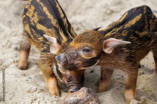 "Bébés potamochères" photo libre de droits sur la banque d'images ...