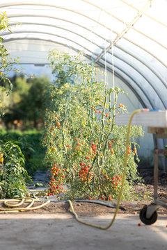 รูปภาพTomatenstaude – เลือกดูภาพถ่ายสต็อก เวกเตอร์ และวิดีโอ131 | Adobe ...
