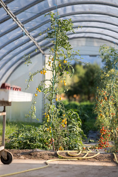 รูปภาพTomatenstaude – เลือกดูภาพถ่ายสต็อก เวกเตอร์ และวิดีโอ131 | Adobe ...