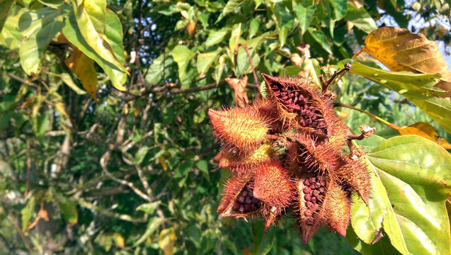 Roucou Images – Parcourir 2,723 le catalogue de photos, vecteurs et ...