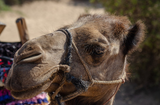 รูปภาพDromader – เลือกดูภาพถ่ายสต็อก เวกเตอร์ และวิดีโอ334 | Adobe Stock