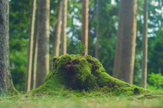 Stub Bilder – Durchsuchen 35,540 Archivfotos, Vektorgrafiken und Videos ...