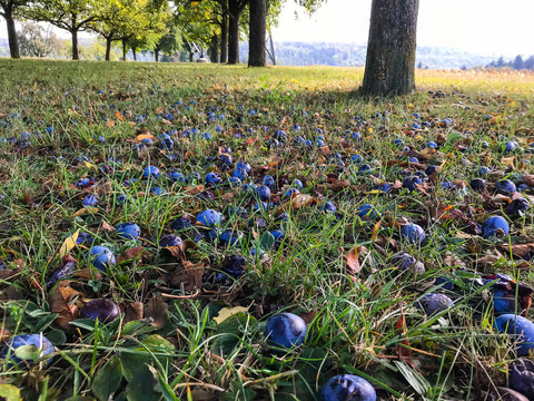 Zwetschgenbaum bilder – Bläddra bland 375 stockfoton, vektorer och ...
