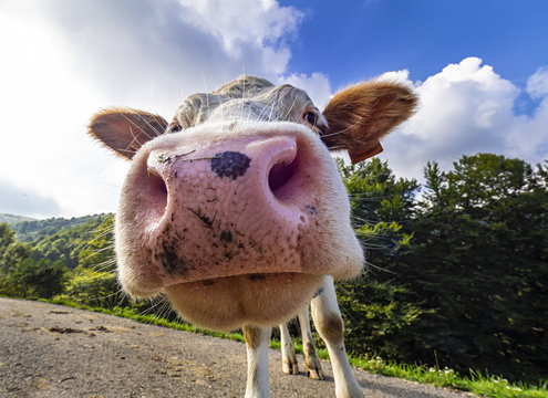 「Simpatica」の写真素材 | 1,754件の無料イラスト画像 | Adobe Stock