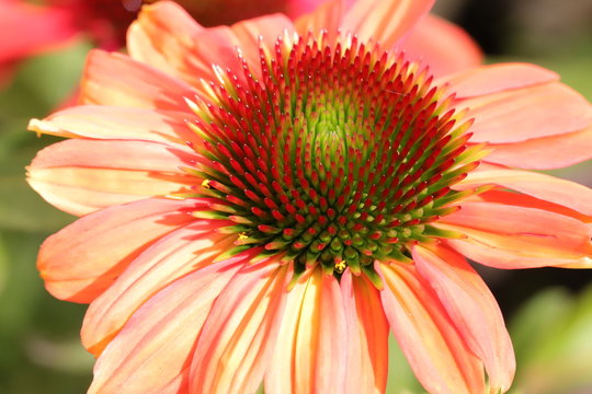 รูปภาพConeflower – เลือกดูภาพถ่ายสต็อก เวกเตอร์ และวิดีโอ29,871 | Adobe ...