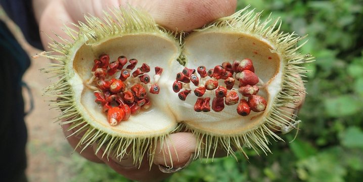 รูปภาพAchote – เลือกดูภาพถ่ายสต็อก เวกเตอร์ และวิดีโอ10 | Adobe Stock