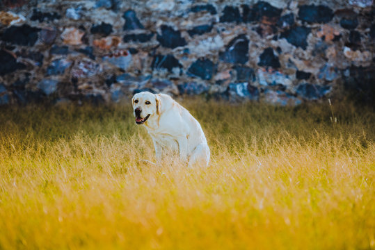 Rascando Images – Browse 22 Stock Photos, Vectors, and Video | Adobe Stock