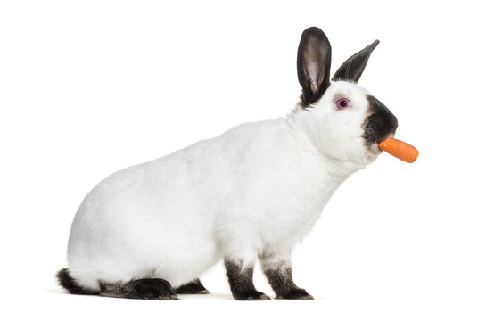 "Russian Rabbit" Images – Browse 24 Stock Photos, Vectors, and Video ...