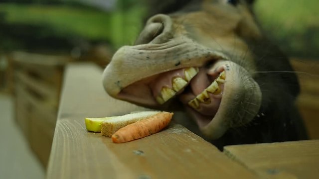 "Horse Teeth" Images – Browse 300 Stock Photos, Vectors, and Video ...